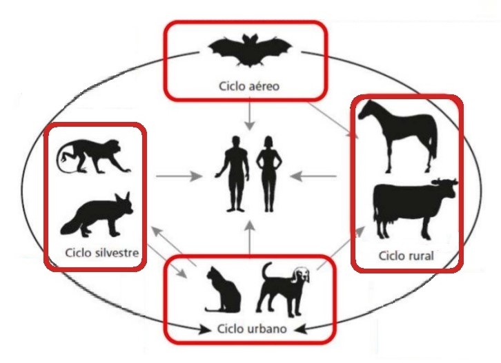 Informe Especial Rabia - Vet Market