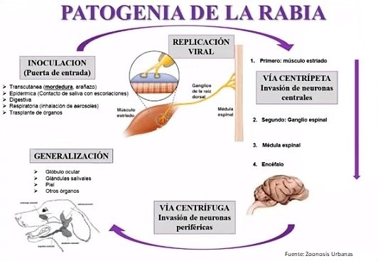 Informe Especial Rabia - Vet Market