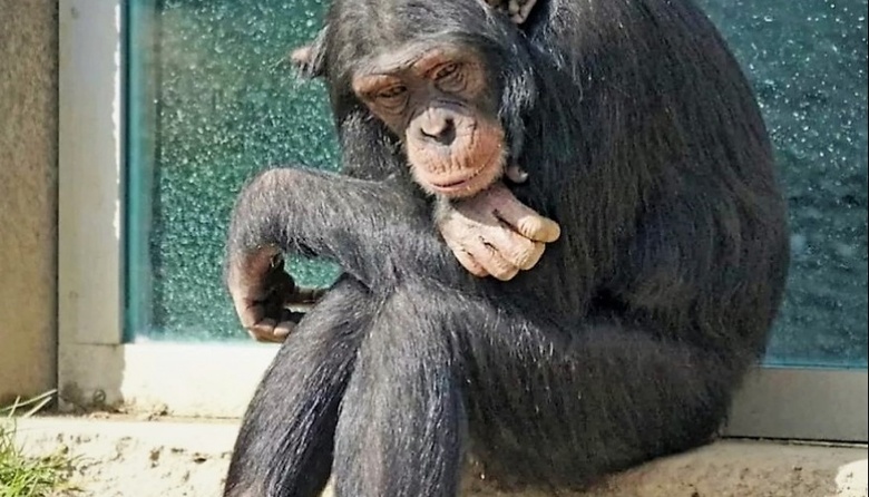 Quedó firme el fallo que ordena trasladar al chimpancé Toti a un ...